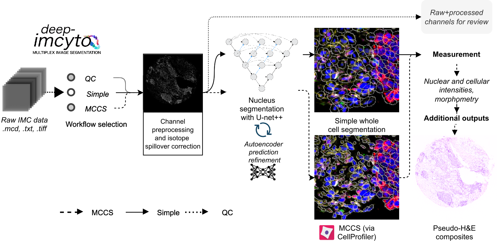 Nuclear and cell segmentation — TRACERx PHLEX 0.1 documentation